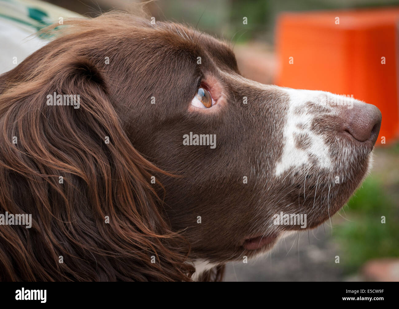 English Springer Spaniel dog looking very thoughtful - Portrait Stock ...