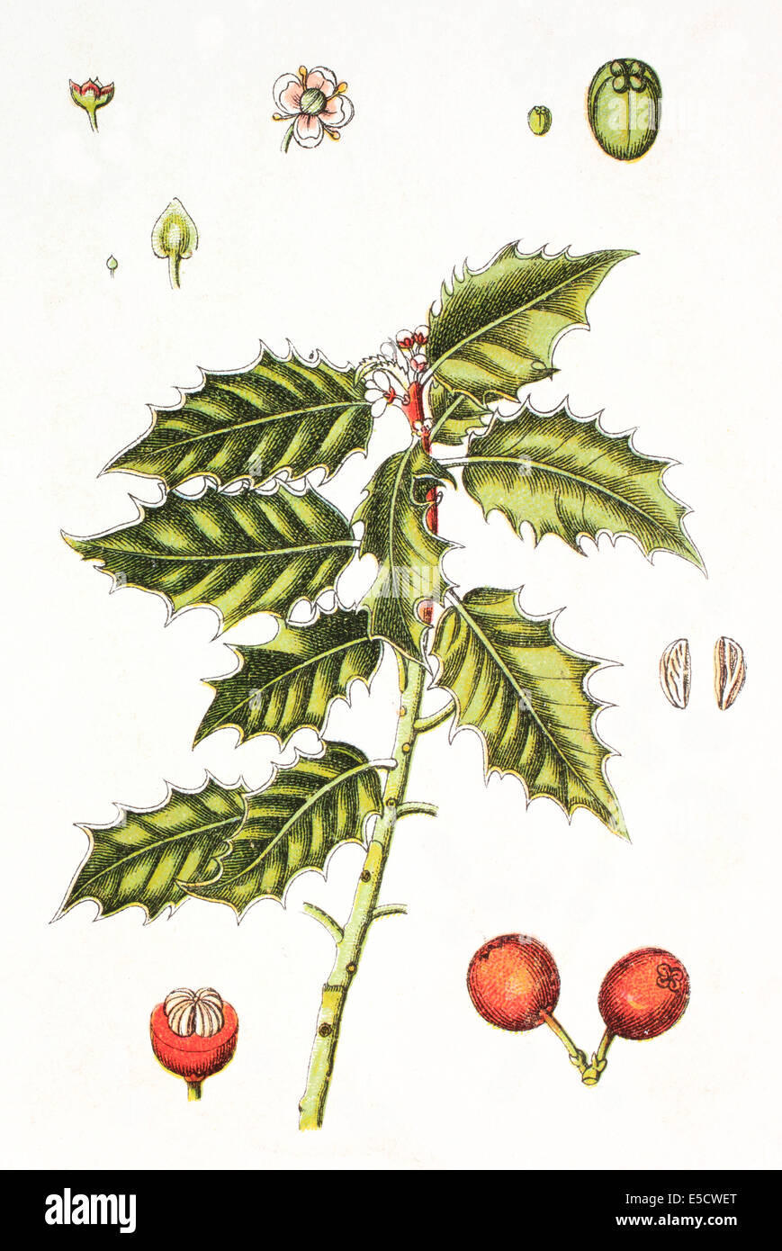 Holly common Cut Out Stock Images & Pictures - Alamy