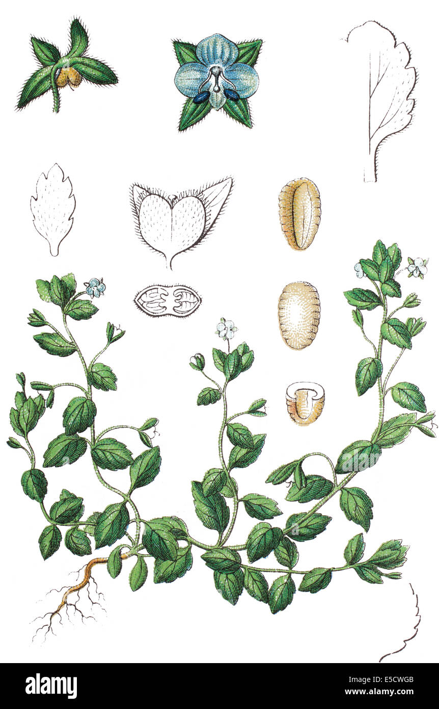 Veronica Plants Cut Out Stock Images & Pictures - Alamy