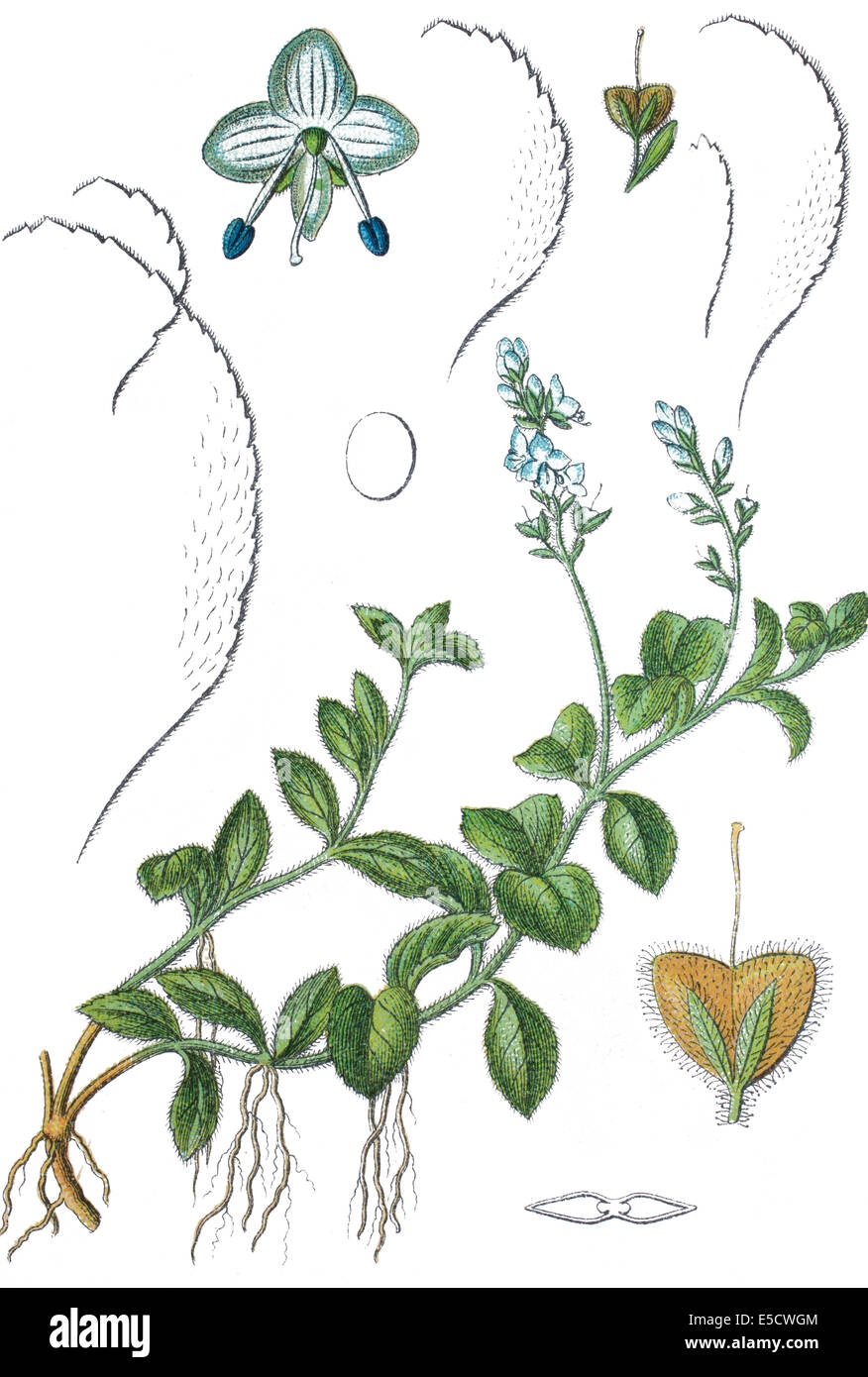 heath speedwell, common speedwell, common gypsyweed, Paul's betony ...