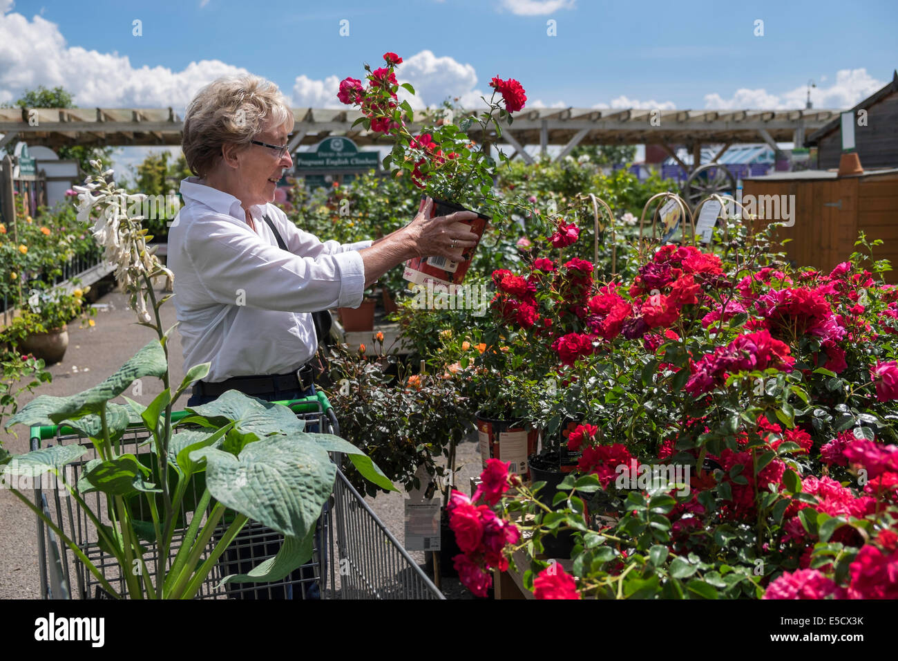 Older woman OAP looking at roses and plants in local garden centre on ...