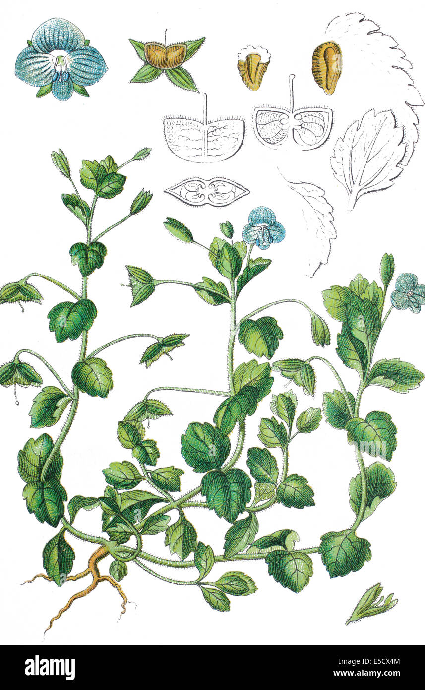 Persian speedwell, large field speedwell, bird's-eye, or winter ...