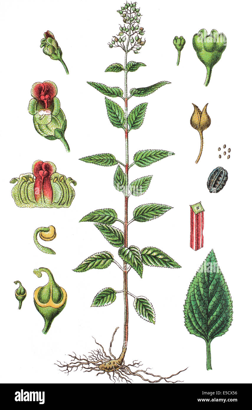 figwort, woodland figwort, and common figwort, Scrophularia nodosa ...