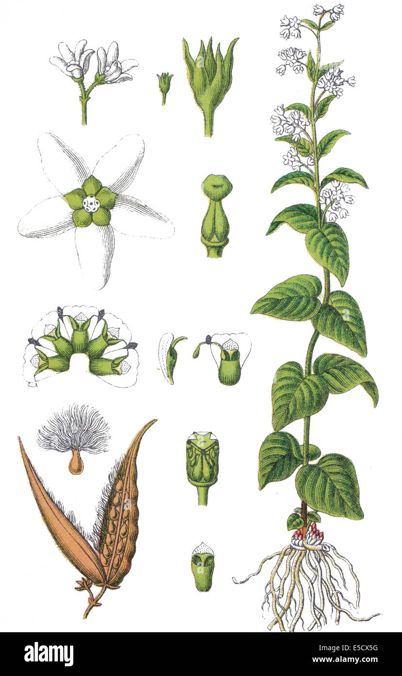 Swallow-wort, Vincetoxicum hirundinaria Stock Photo - Alamy