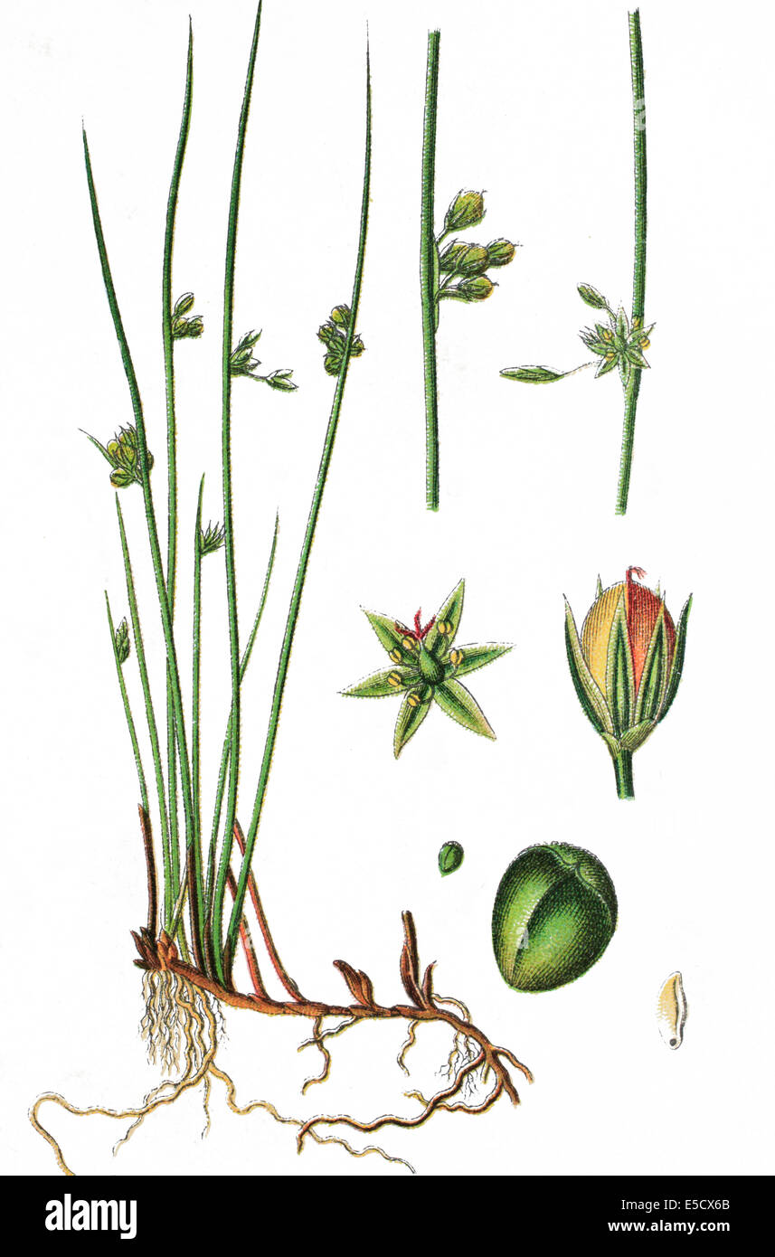 Thread Rush, Juncus filiformis Stock Photo - Alamy