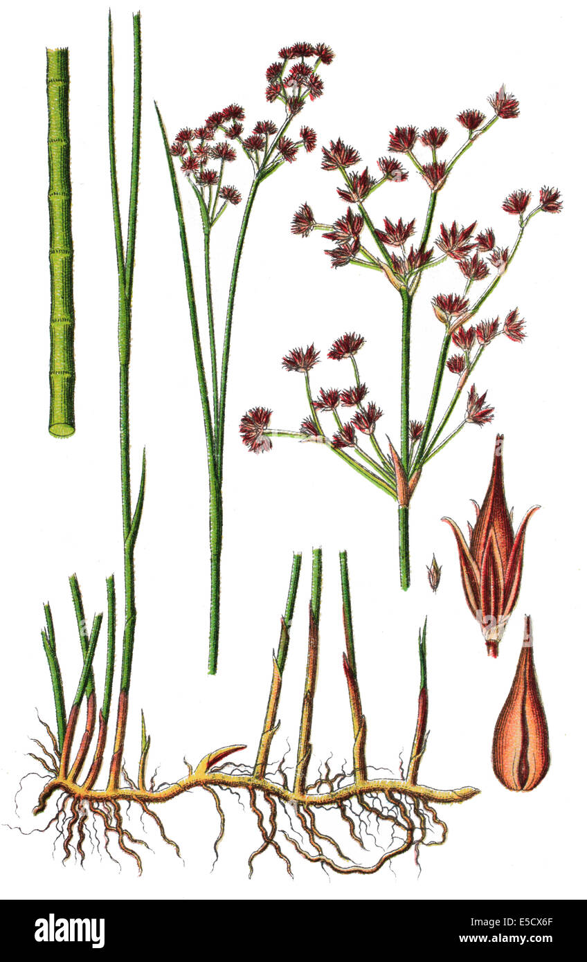 Sharp-flowered Rush, Juncus acutiflorus Stock Photo - Alamy