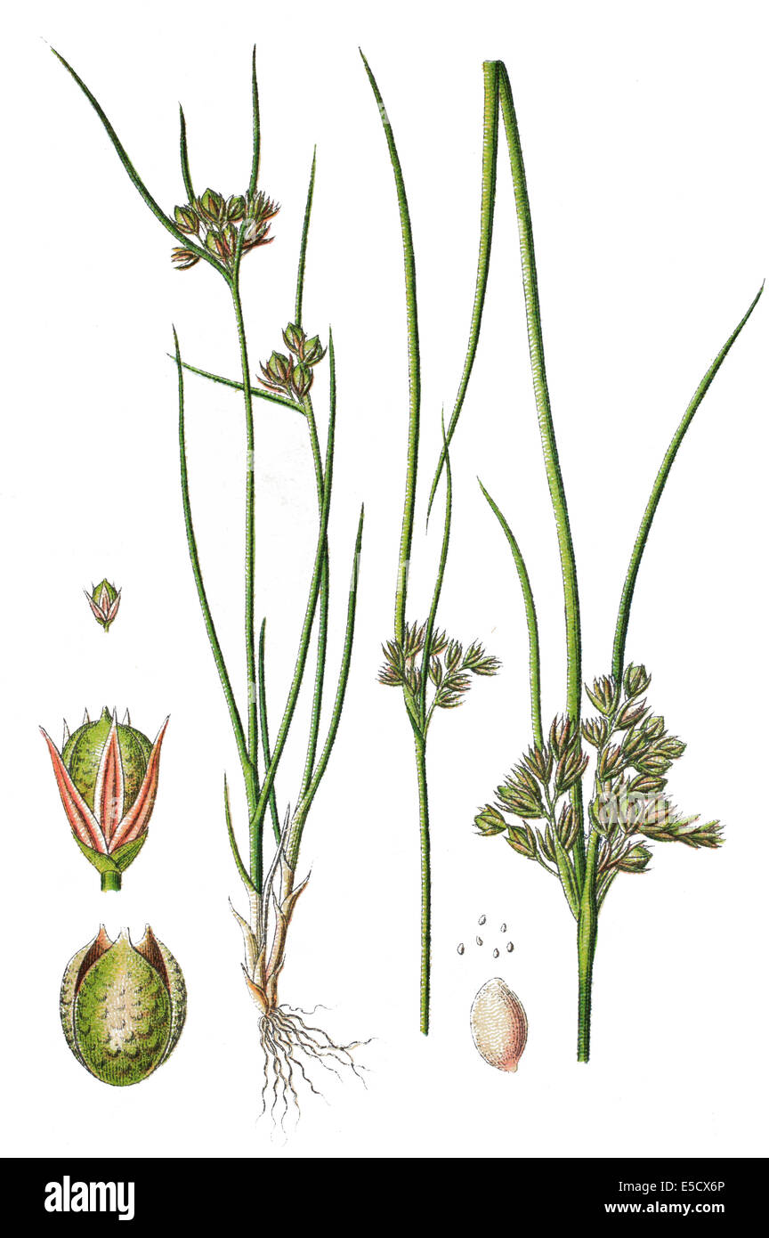 slender rush, Juncus tenuis Stock Photo - Alamy