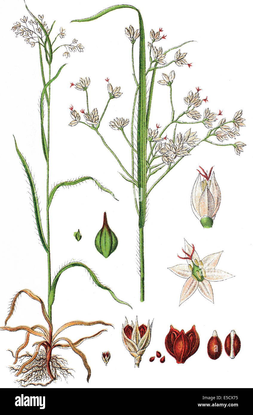 Luzula luz hi-res stock photography and images - Alamy