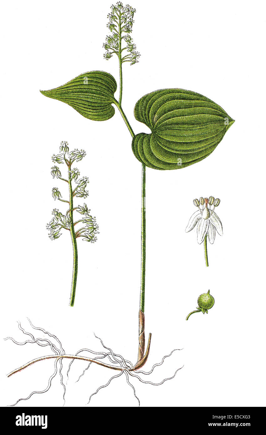 False lily of the valley or May lily, Maianthemum bifolium Stock Photo ...