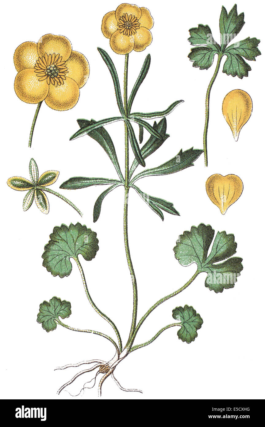 Goldilocks Buttercup, Ranunculus auricomus Stock Photo - Alamy