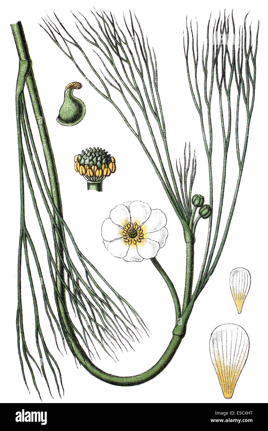 Ranunculus hybridus fluitans, River Water-crowfoot Stock Photo - Alamy