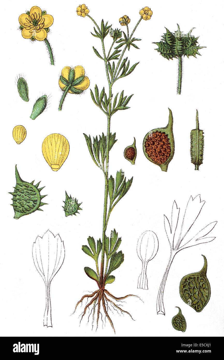 Ranunculus arvensis, corn buttercup, devil-on-all-sides, scratch bur ...