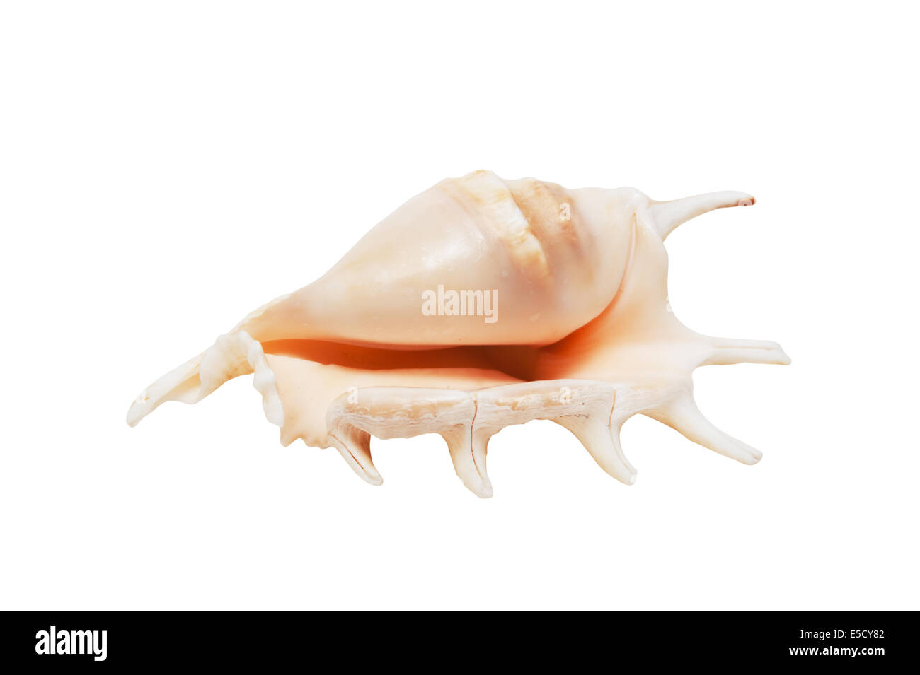 sea shell isolated on a white background Stock Photo - Alamy