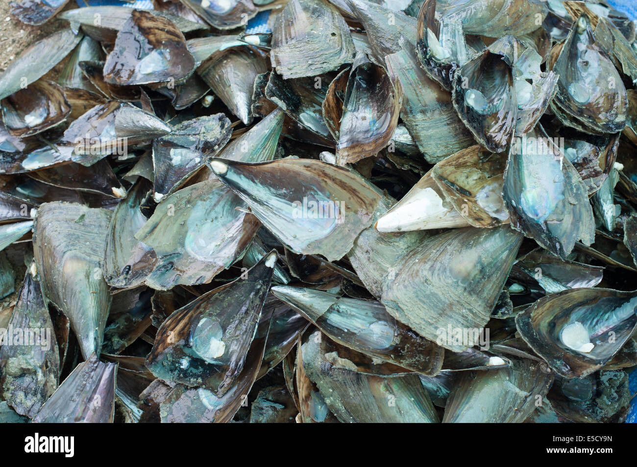 Cleaning clams hi-res stock photography and images - Alamy