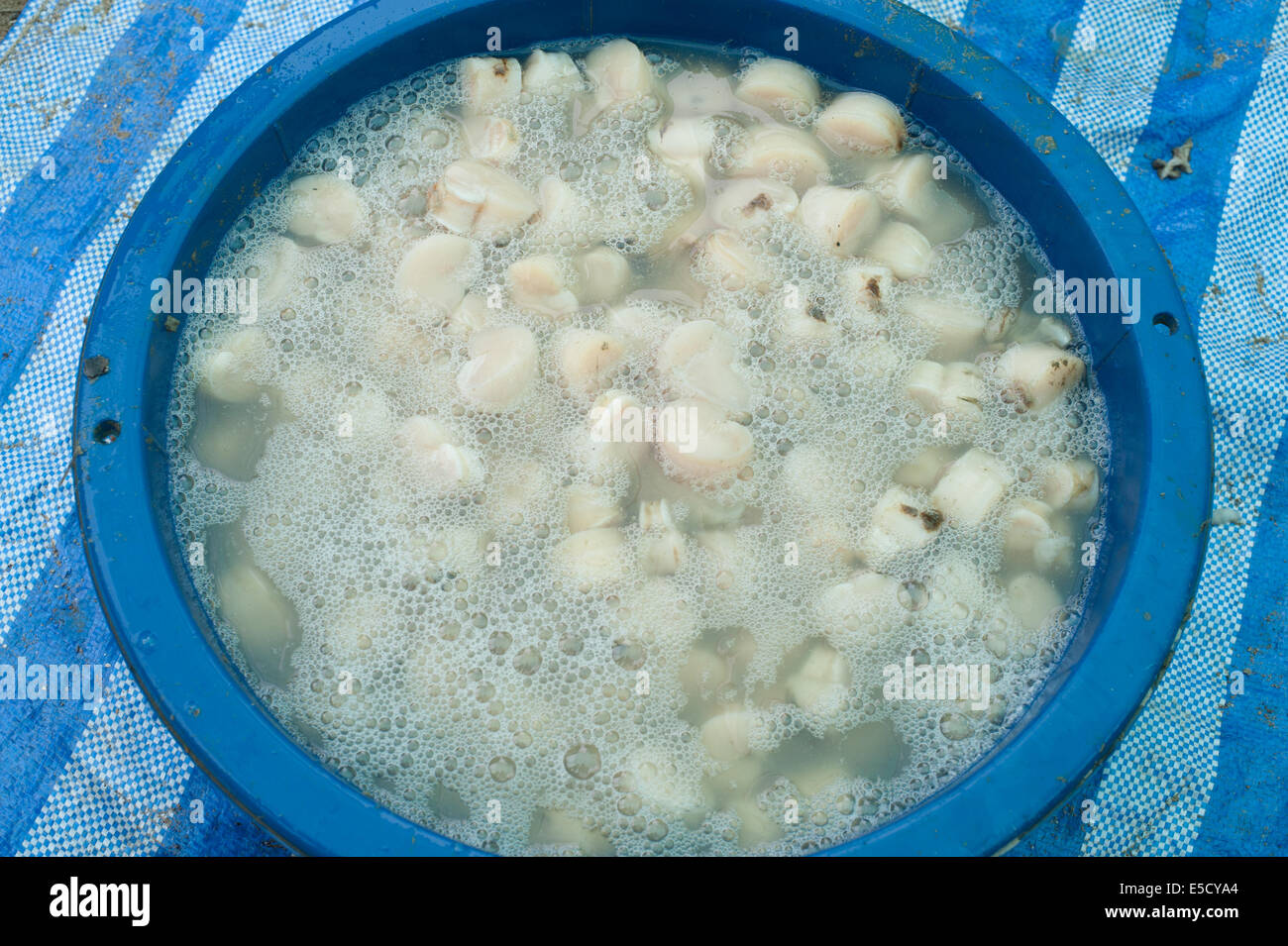 Cleaning clams hi-res stock photography and images - Alamy