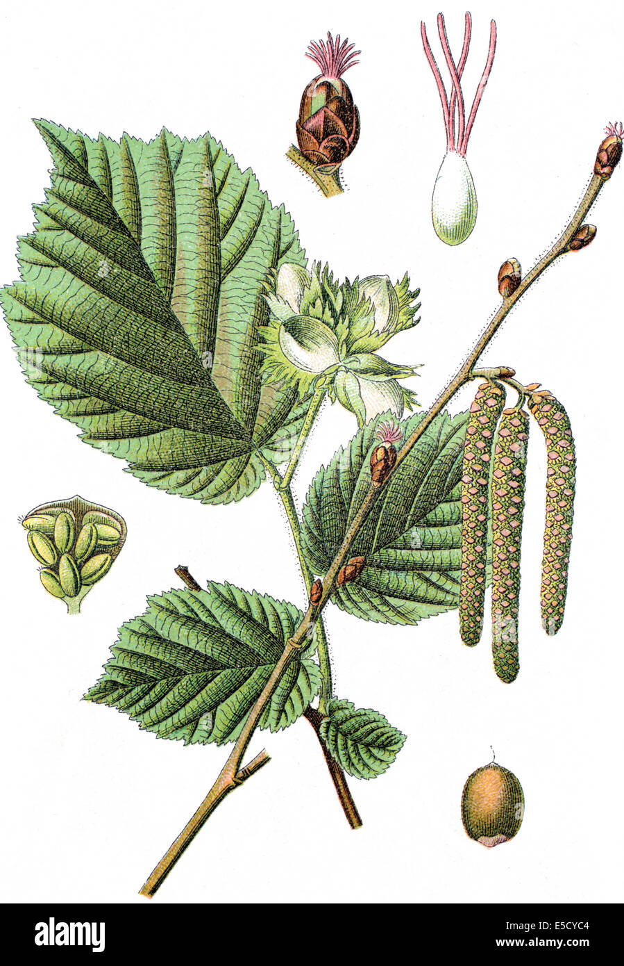 Common hazel leaf Cut Out Stock Images & Pictures - Alamy