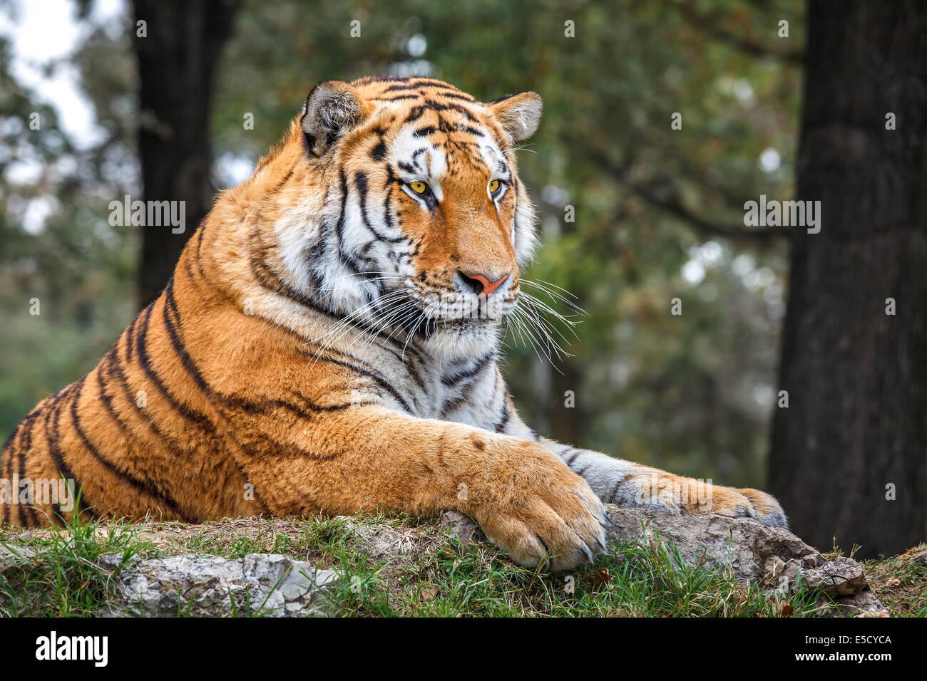 Tiger resting on ground hi-res stock photography and images - Alamy