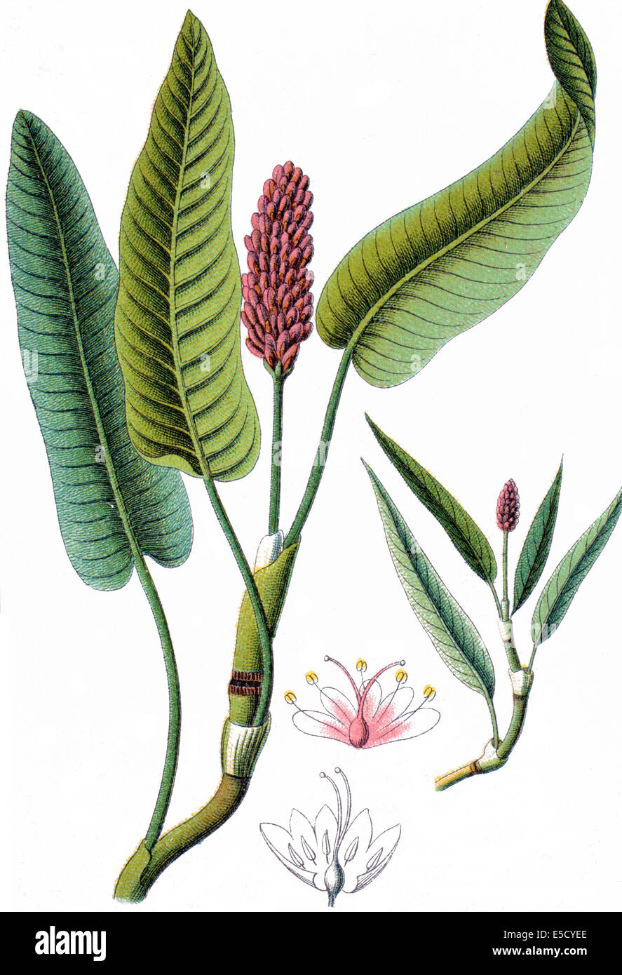 longroot smartweed, water knotweed, water smartweed, and amphibious ...