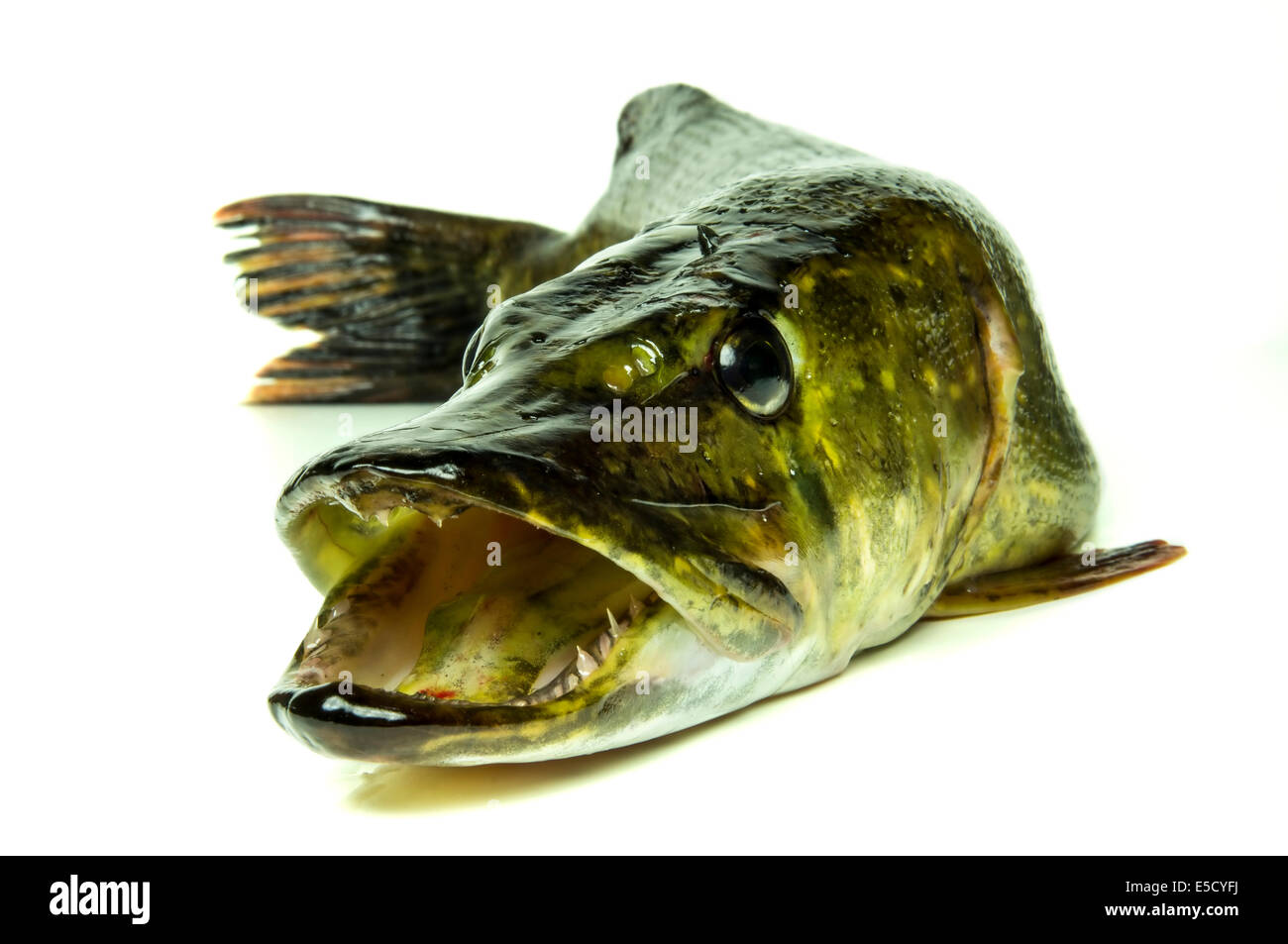 pike in a white background Stock Photo - Alamy