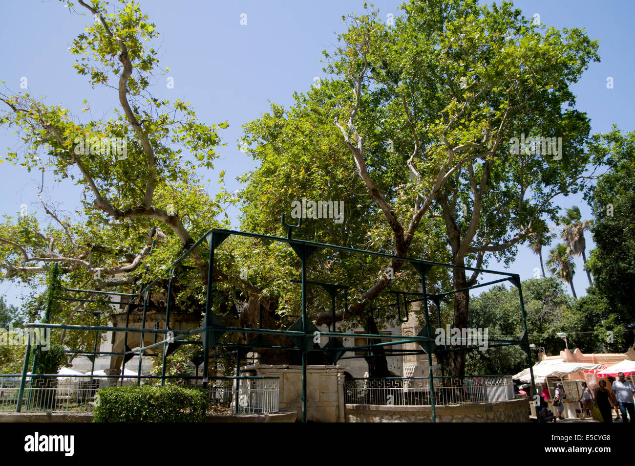 Ancient greek plane tree hi-res stock photography and images - Alamy