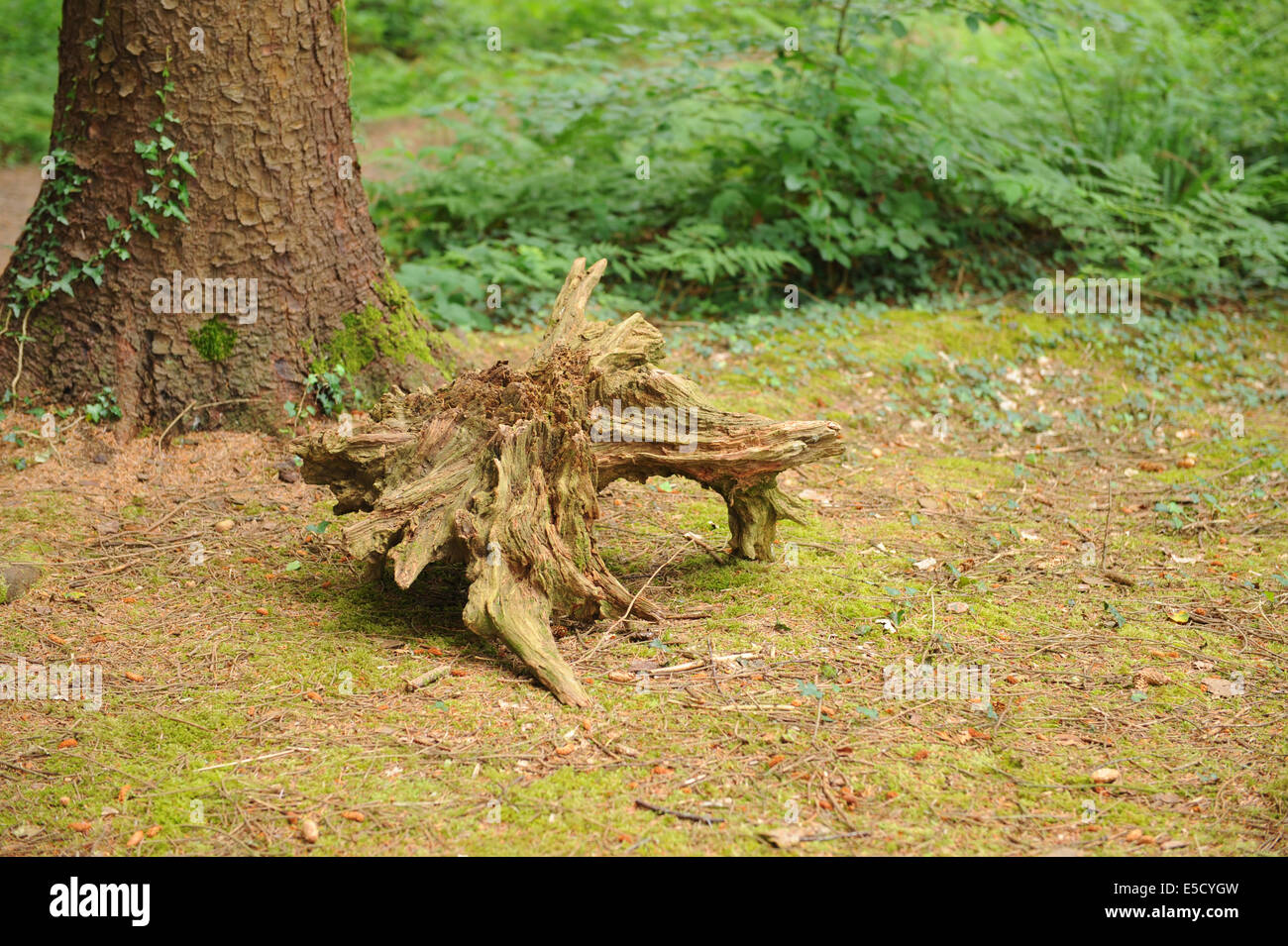 Tree Stump on a woodland walk in the gardens at Rosemoor, Torrington ...