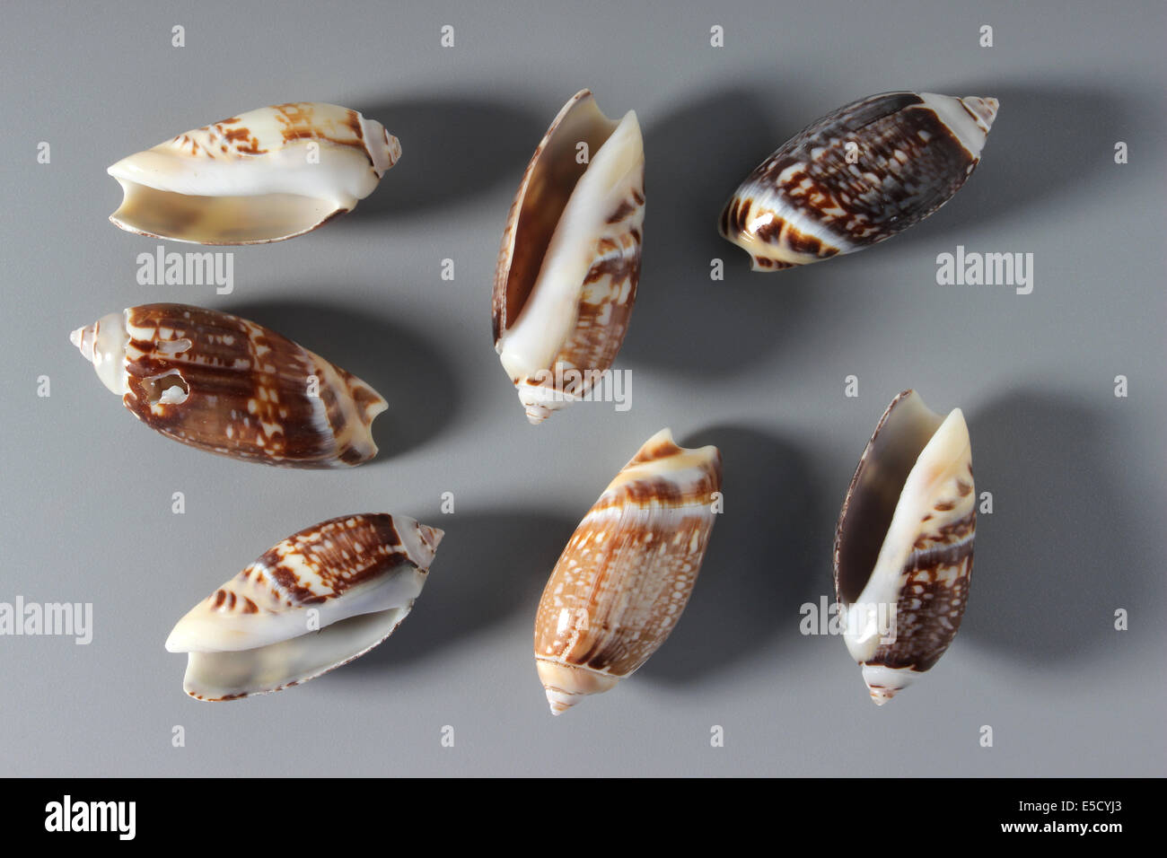 Indian Olividae Shell Stock Photo - Alamy