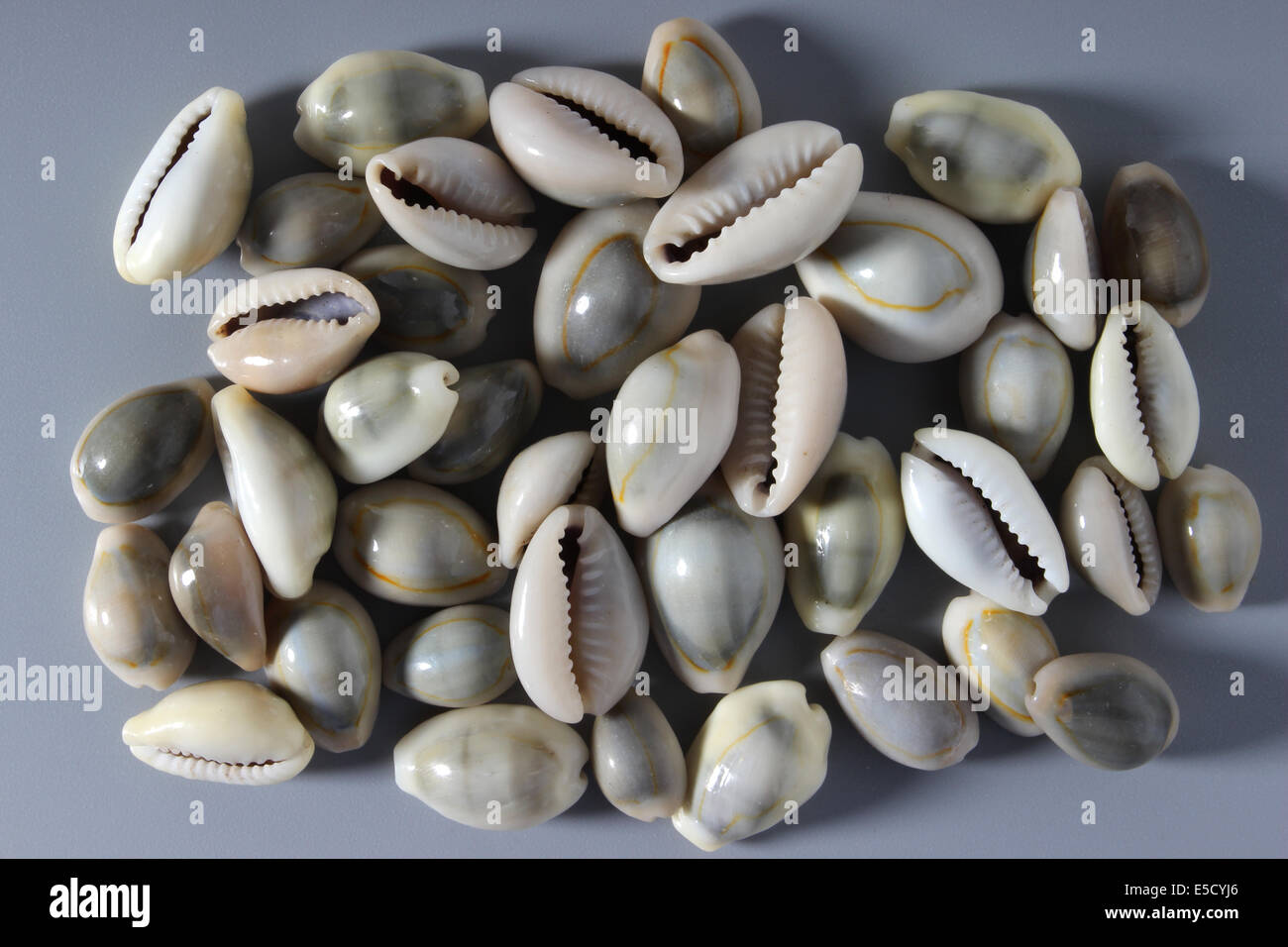 Cowrie Shells High Resolution Stock Photography and Images - Alamy