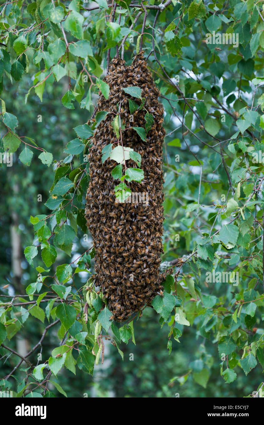 Swarming bees in Roismala Finland Stock Photo - Alamy