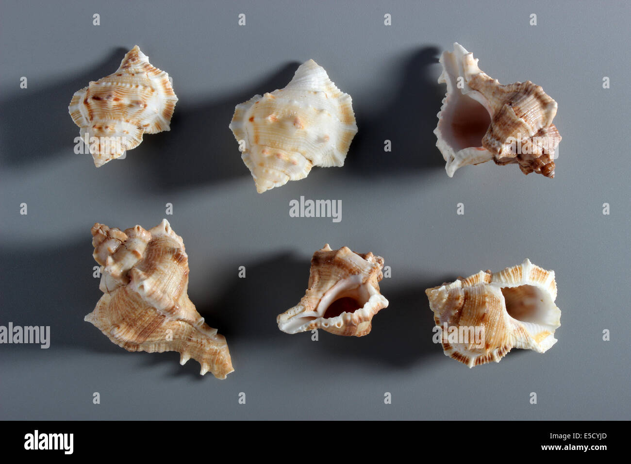 Indian Rock Shells Stock Photo - Alamy