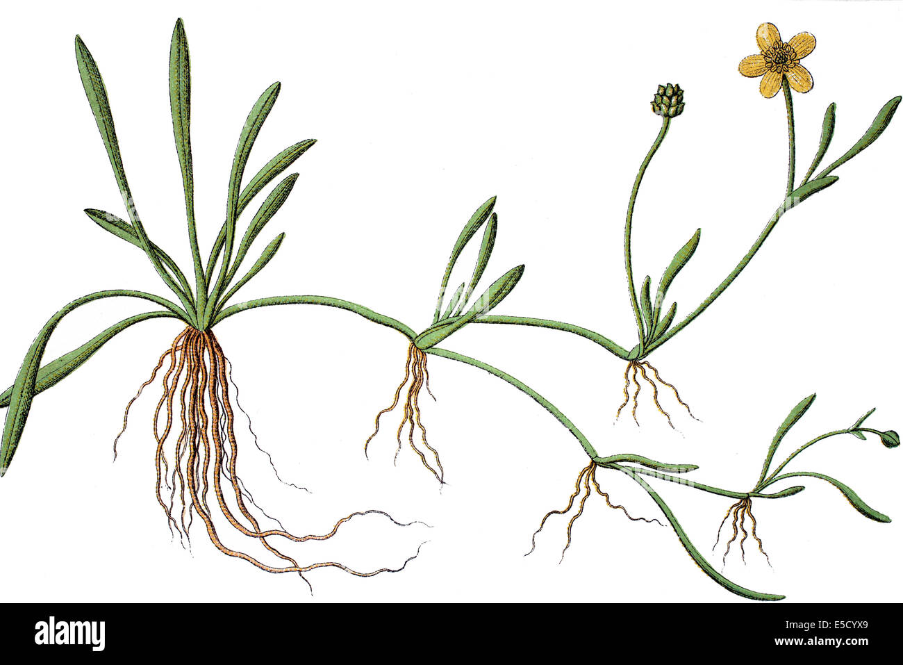 Creeping Spearwort , Ranunculus reptans Stock Photo - Alamy