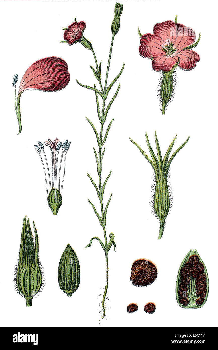 common corn-cockle, Agrostemma githago Stock Photo - Alamy