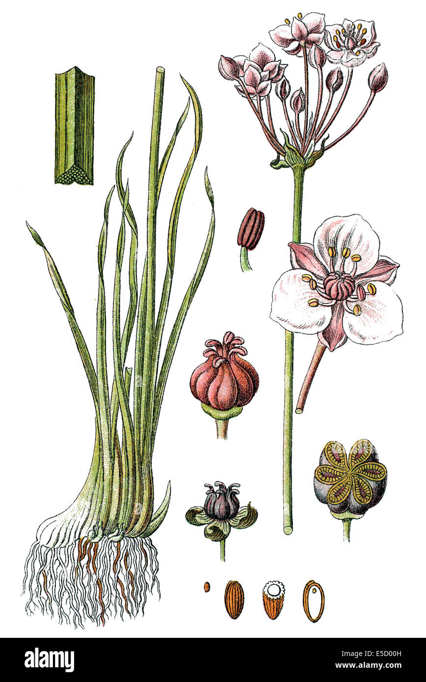 flowering rush or grass rush, Butomus umbellatus Stock Photo - Alamy