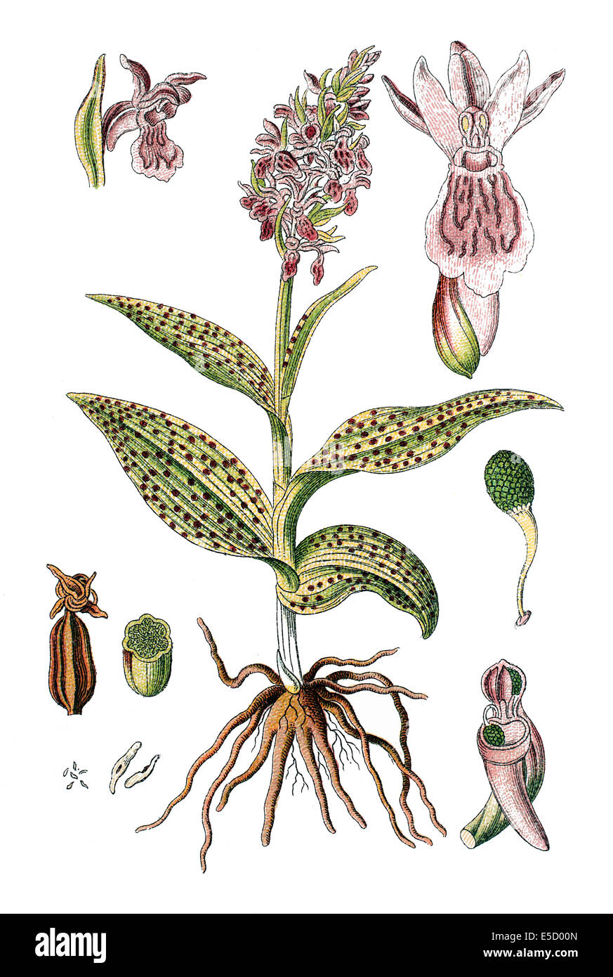 western marsh orchid, broad-leaved marsh orchid, fan orchid, common ...