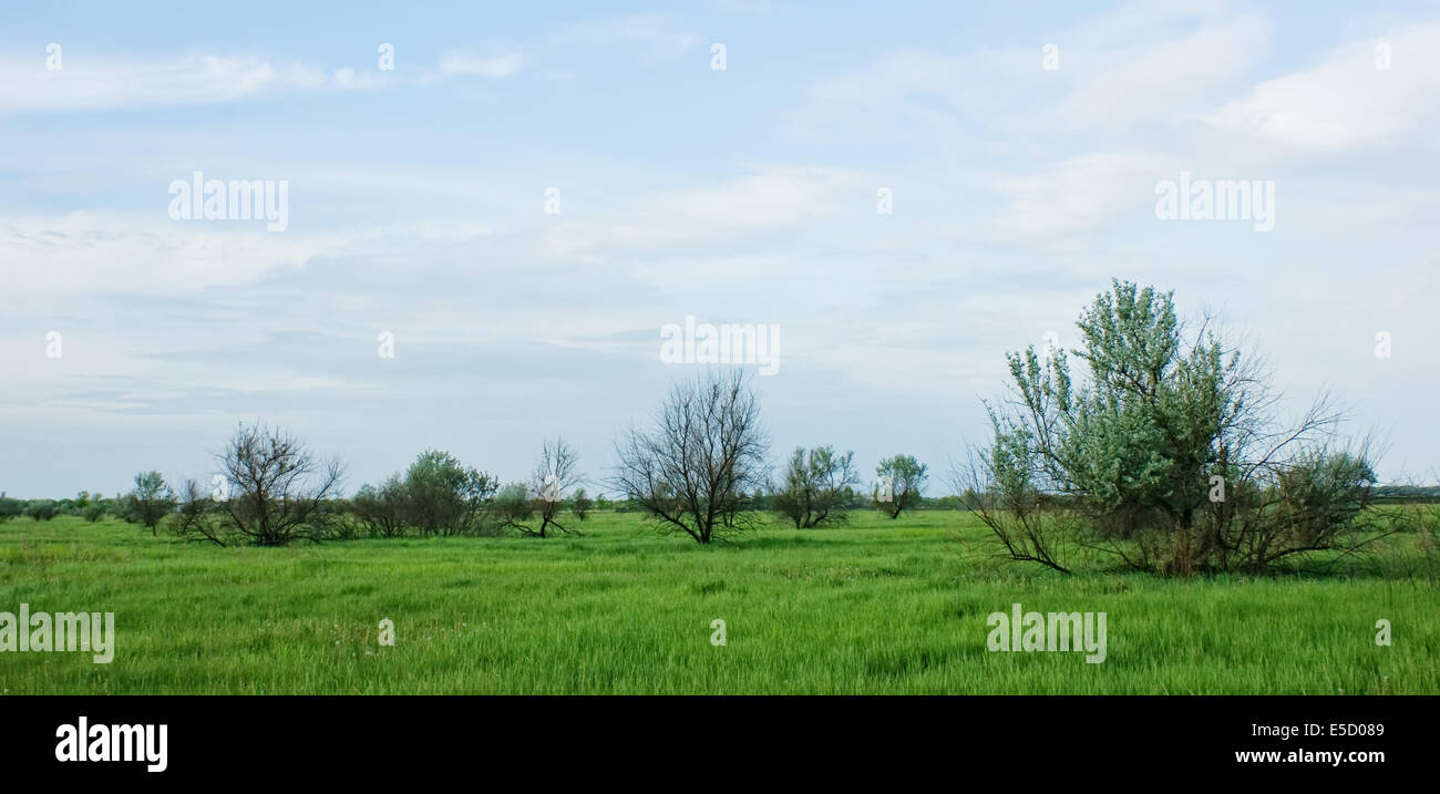 Summer landscape,steppe and trees Stock Photo - Alamy