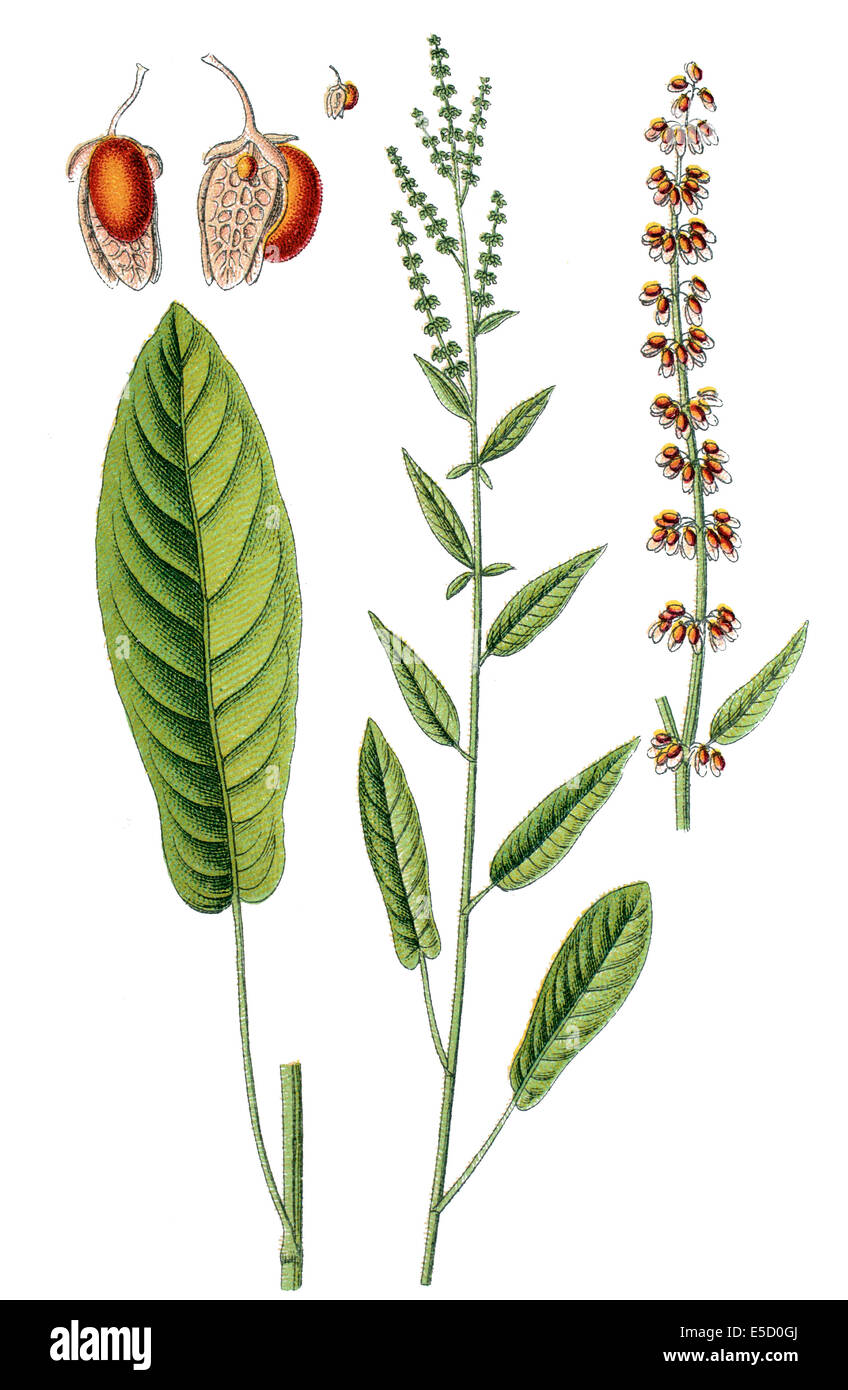 Plants rumex hi-res stock photography and images - Alamy