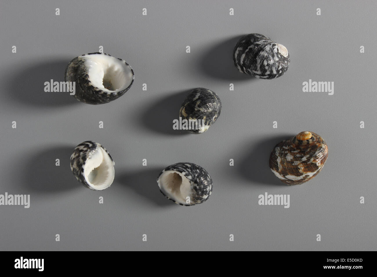 Indian Chestnut Turban Shells Stock Photo - Alamy