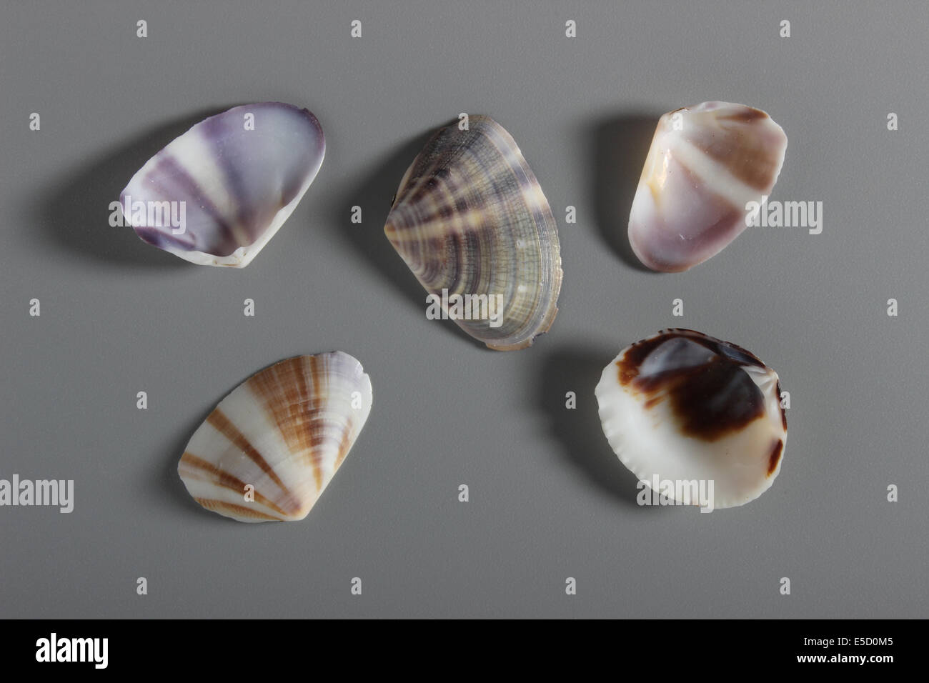 Indian Tellina Shell Stock Photo - Alamy