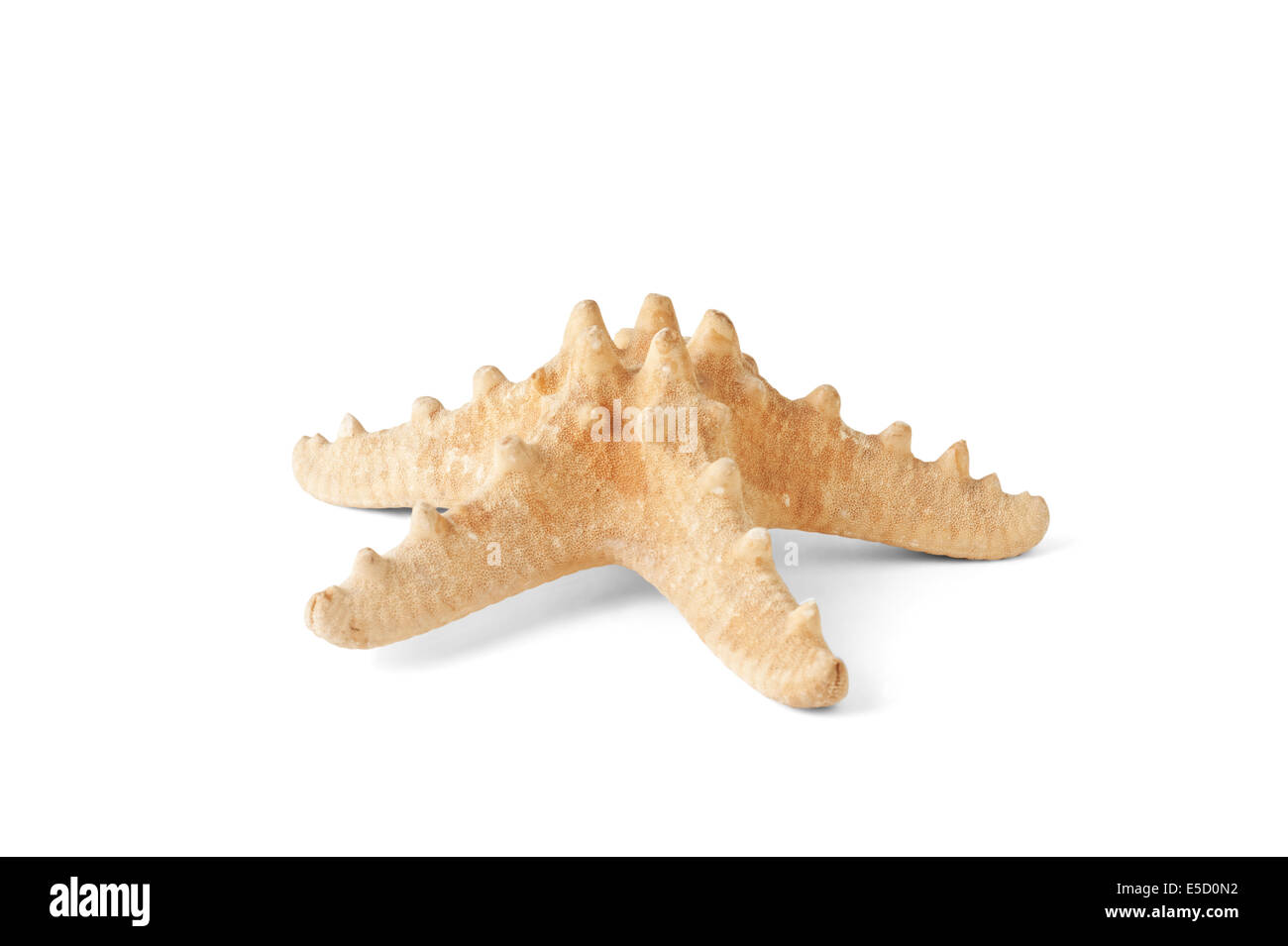 starfish isolated on white background Stock Photo - Alamy