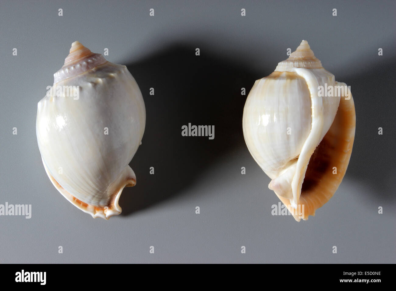 Grey bonnet phalium glaucum hi-res stock photography and images - Alamy