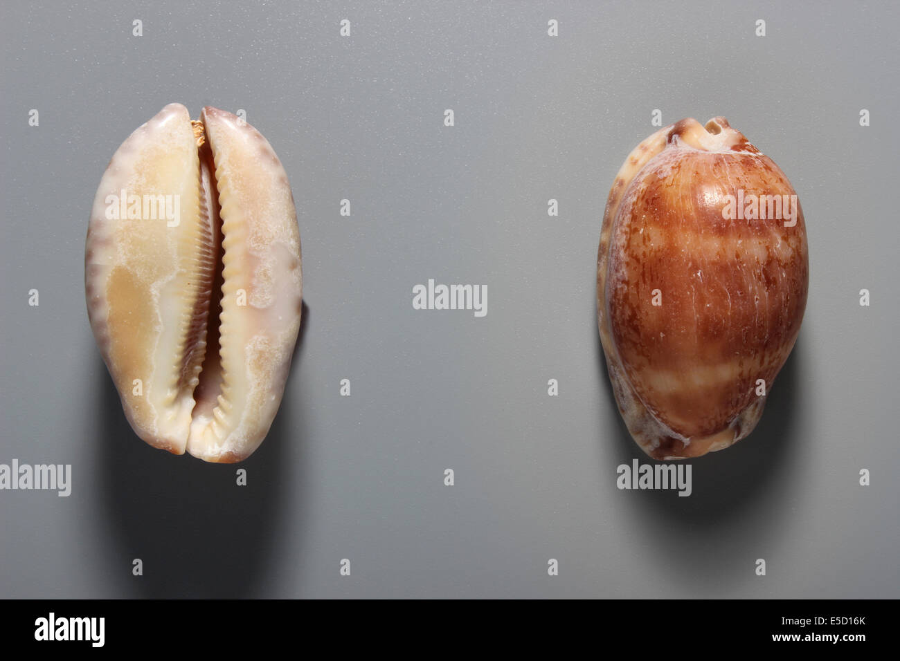 Indian Cypraea Seashells Stock Photo - Alamy