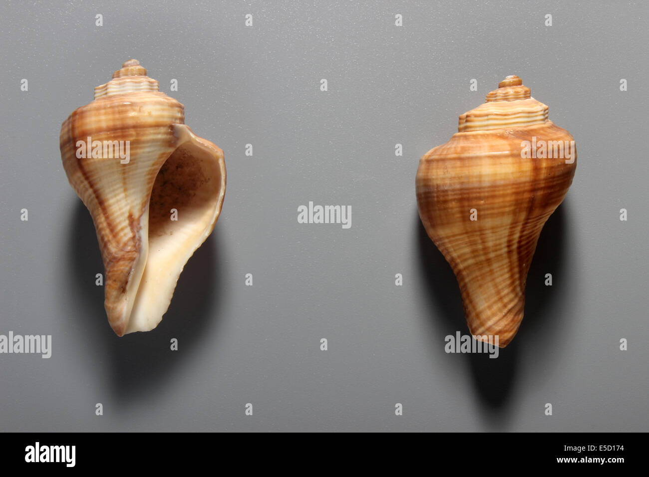 Indian Ritual High Resolution Stock Photography and Images - Alamy