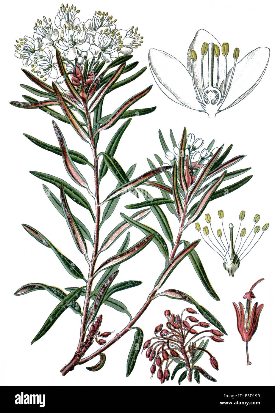 Labrador tea plant hi-res stock photography and images - Alamy