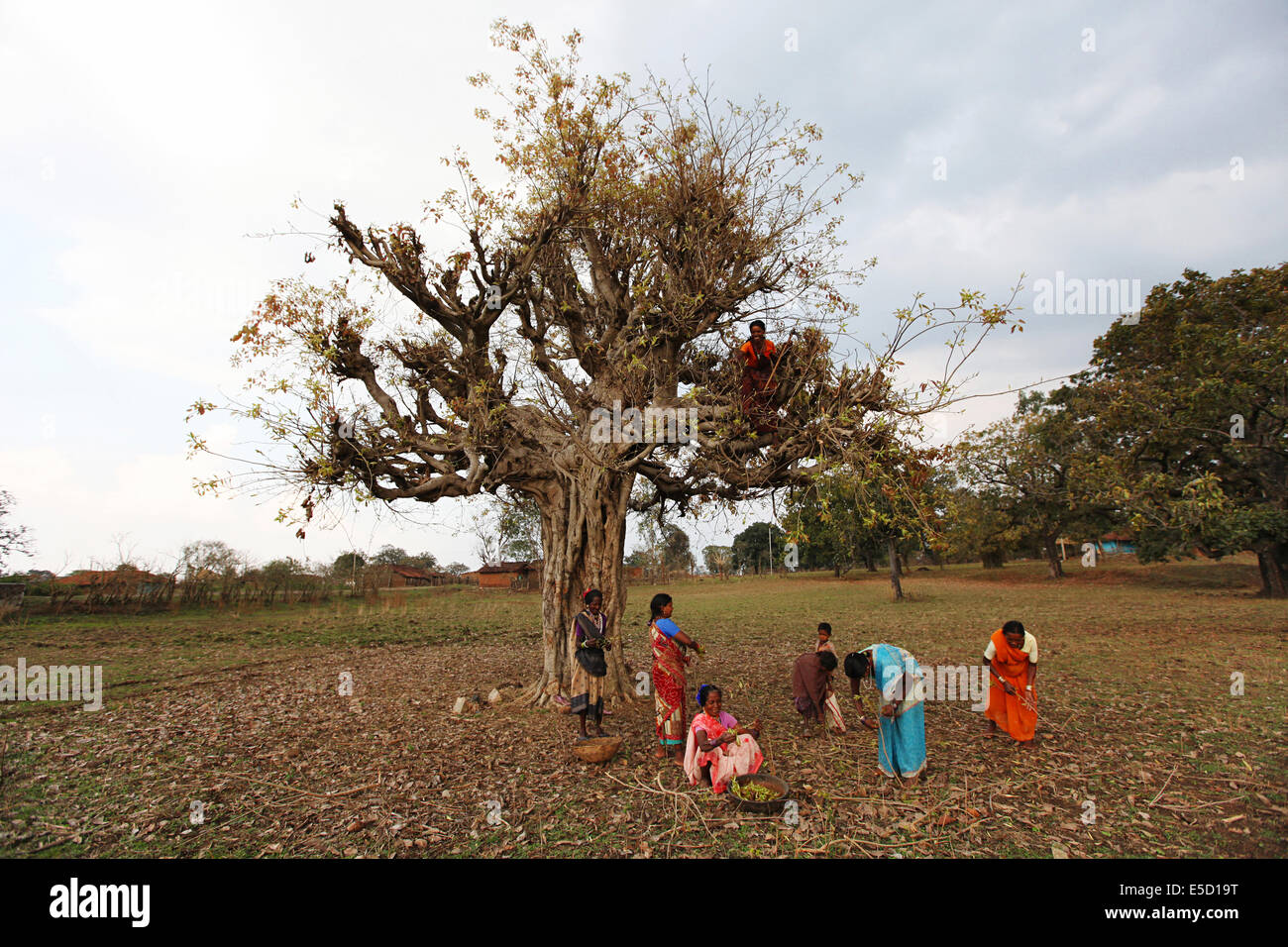 Tribal women collecting leaves in the forest, Baiga tribe, Karangra ...