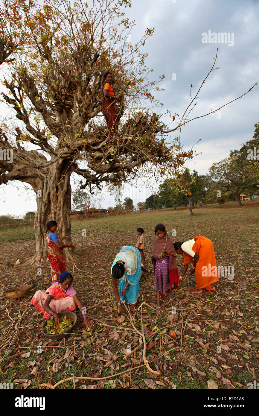 Tribal women collecting leaves in the forest, Baiga tribe, Karangra ...