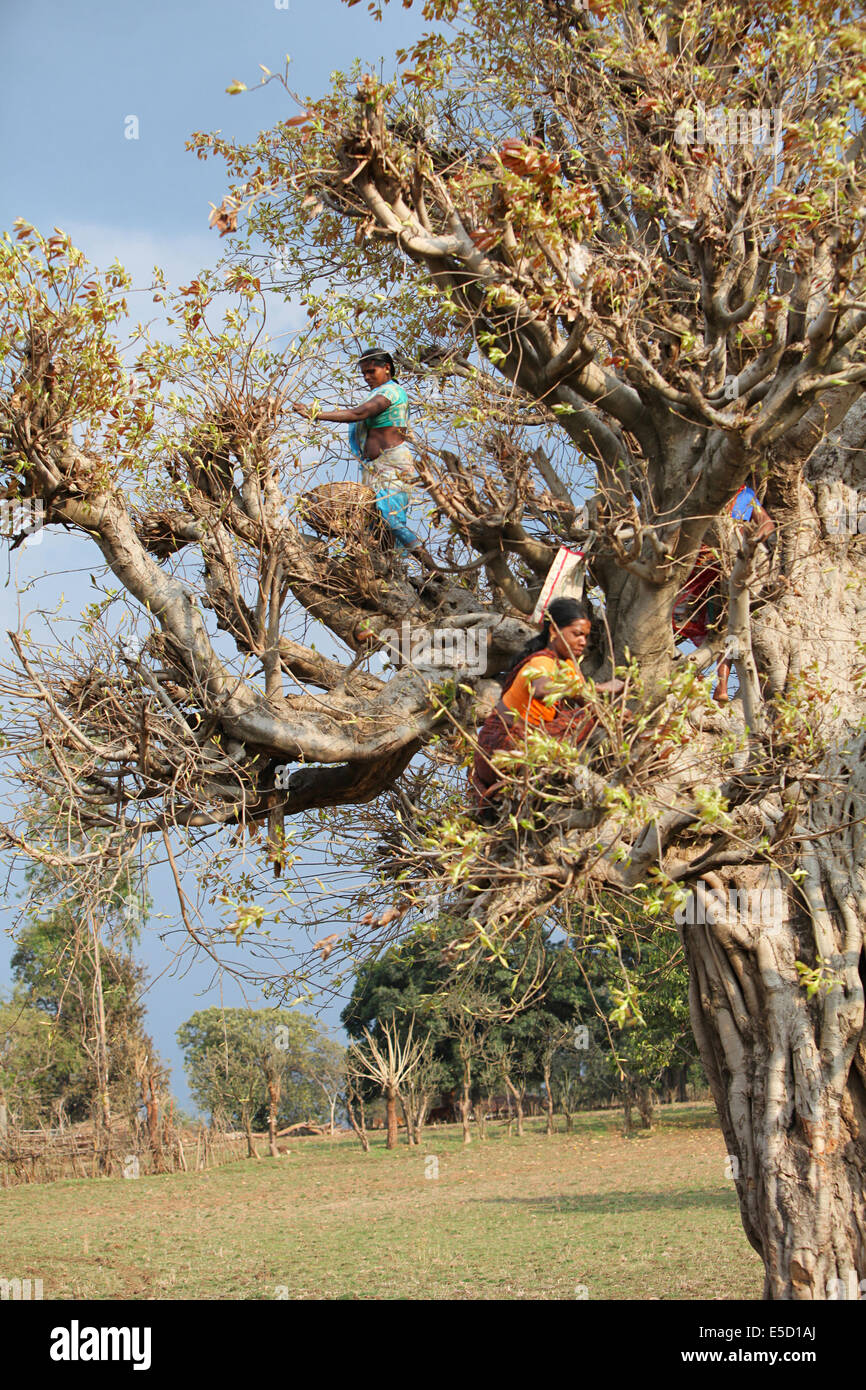 Tribal women collecting leaves in the forest, Baiga tribe, Karangra ...