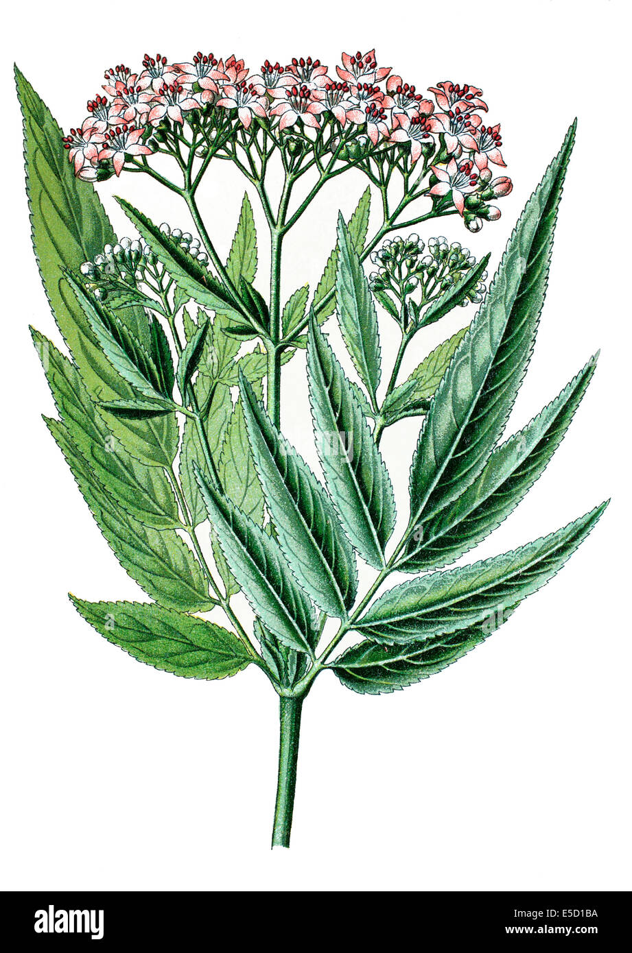 danewort, dane weed, danesblood, dwarf elder or European dwarf elder ...