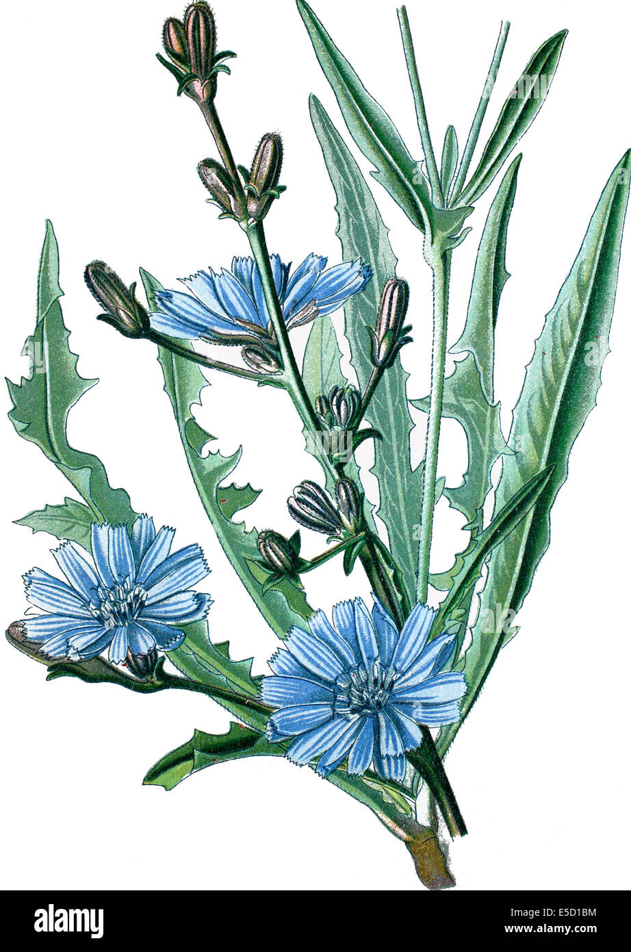 Common chicory, Cichorium intybus Stock Photo - Alamy