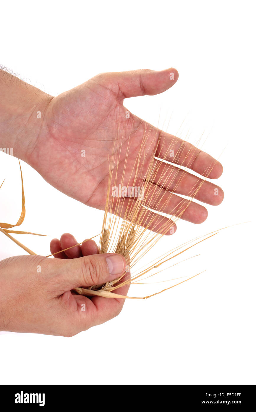 Background wheat field in Cut Out Stock Images & Pictures - Alamy