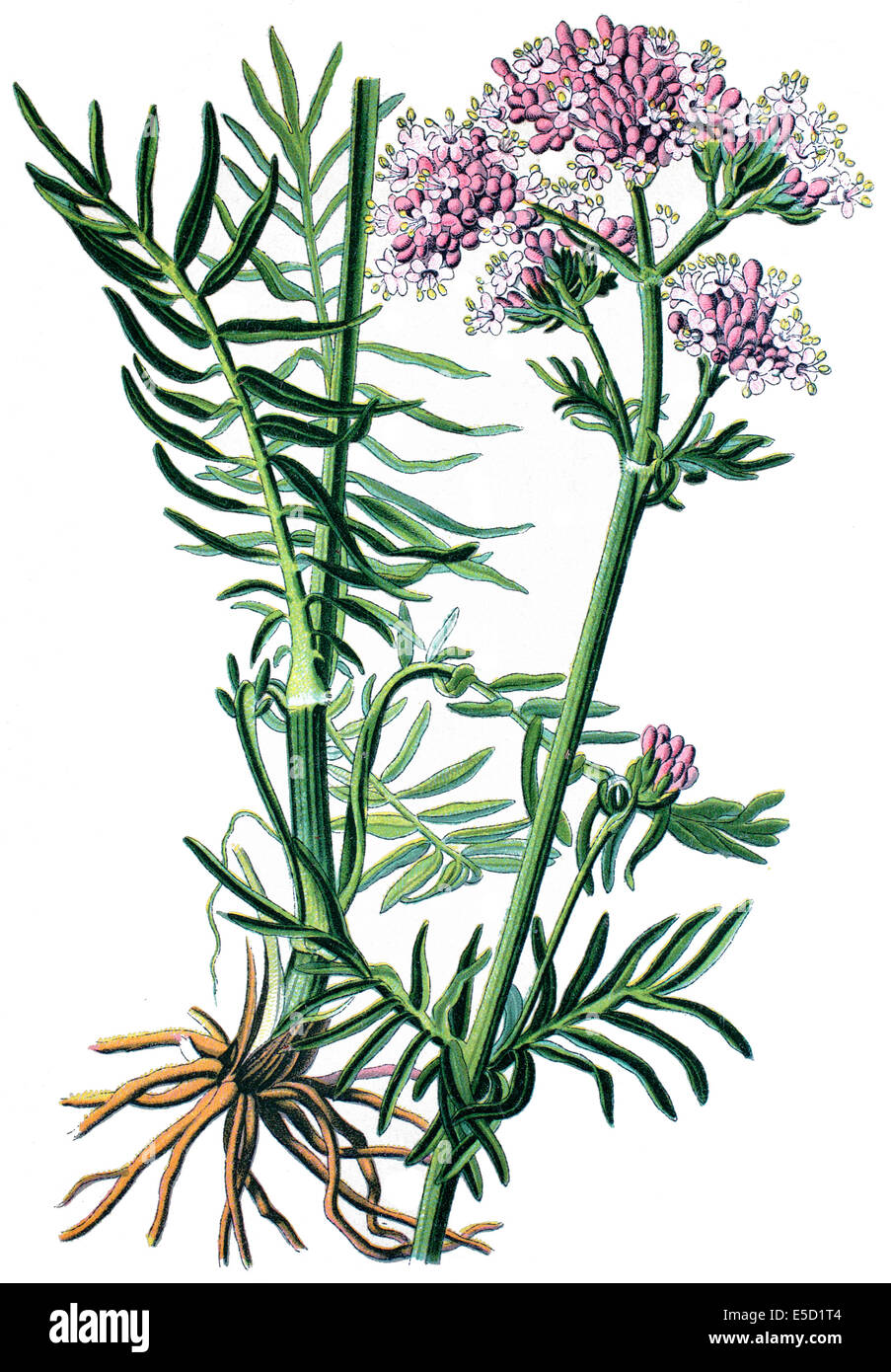Illustration plant valerian valeriana officinalis hi-res stock ...