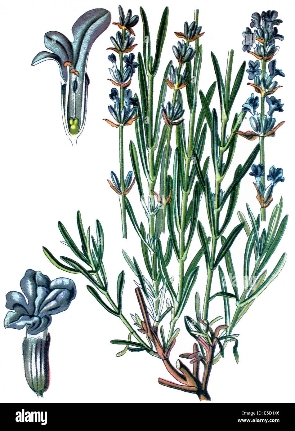 common lavender, true lavender, narrow-leaved lavender, Lavandula vera ...